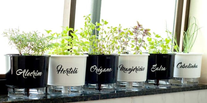 Como Fazer Uma Mini Horta No Quintal: Guia Prático Para Iniciantes.