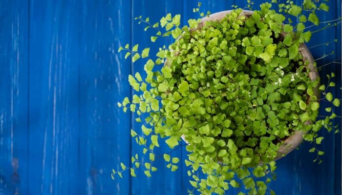 Avenca - 5 Cuidados Que Farão Sua Planta Crescer Lindamente!