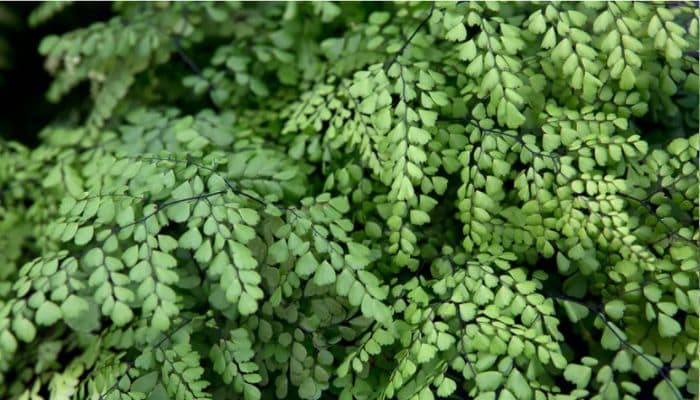 Avenca - 5 Cuidados Que Farão Sua Planta Crescer Lindamente!