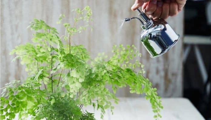 Avenca - 5 Cuidados Que Farão Sua Planta Crescer Lindamente!