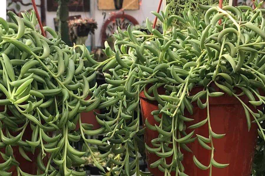 Senécio - 4 Dicas Importantes Para Seu Cultivo!