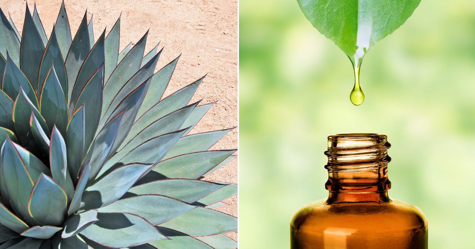 Agave - Conheça Essa Planta Universal Em 4 Passos