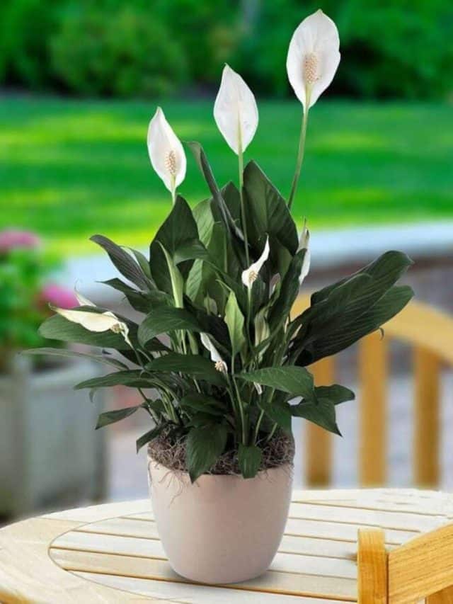 Lírio da Paz: 4 dicas e curiosidades sobre esta planta. - A Arquiteta