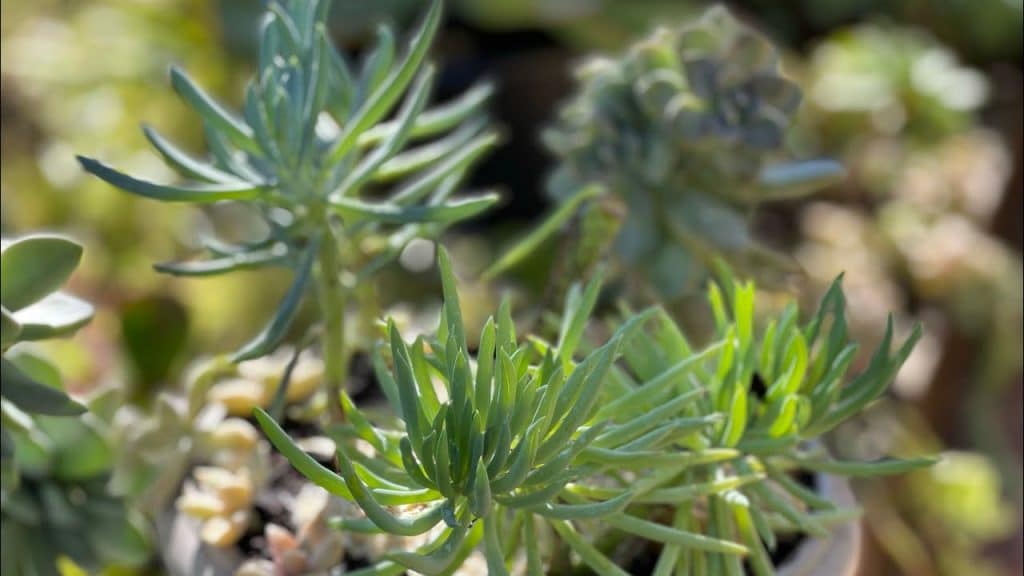 Senécio - 4 Dicas Importantes Para Seu Cultivo!