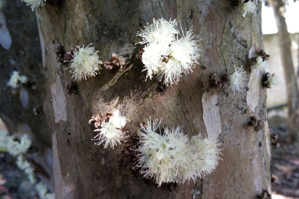 Jabuticabeira Em Vaso: Dicas Incríveis Para Cultivar E Desfrutar De ...