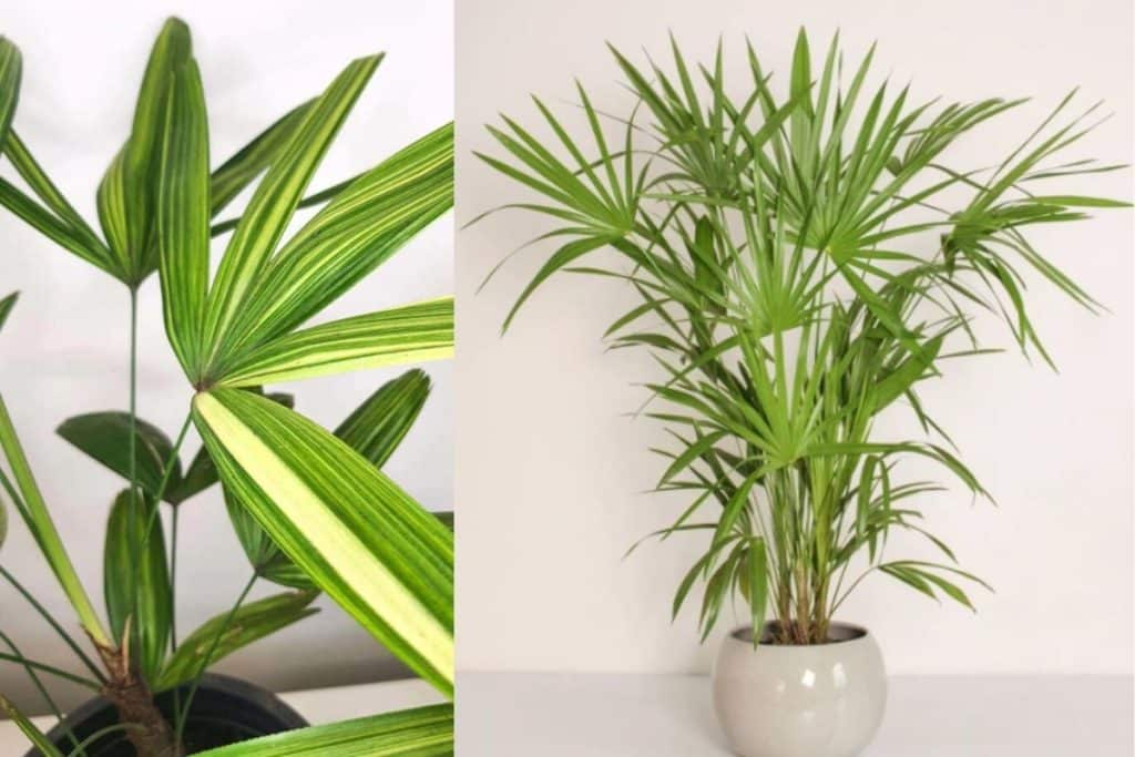 Tipos De Palmeiras: Descubra As Espécies Mais Fascinantes Para ...