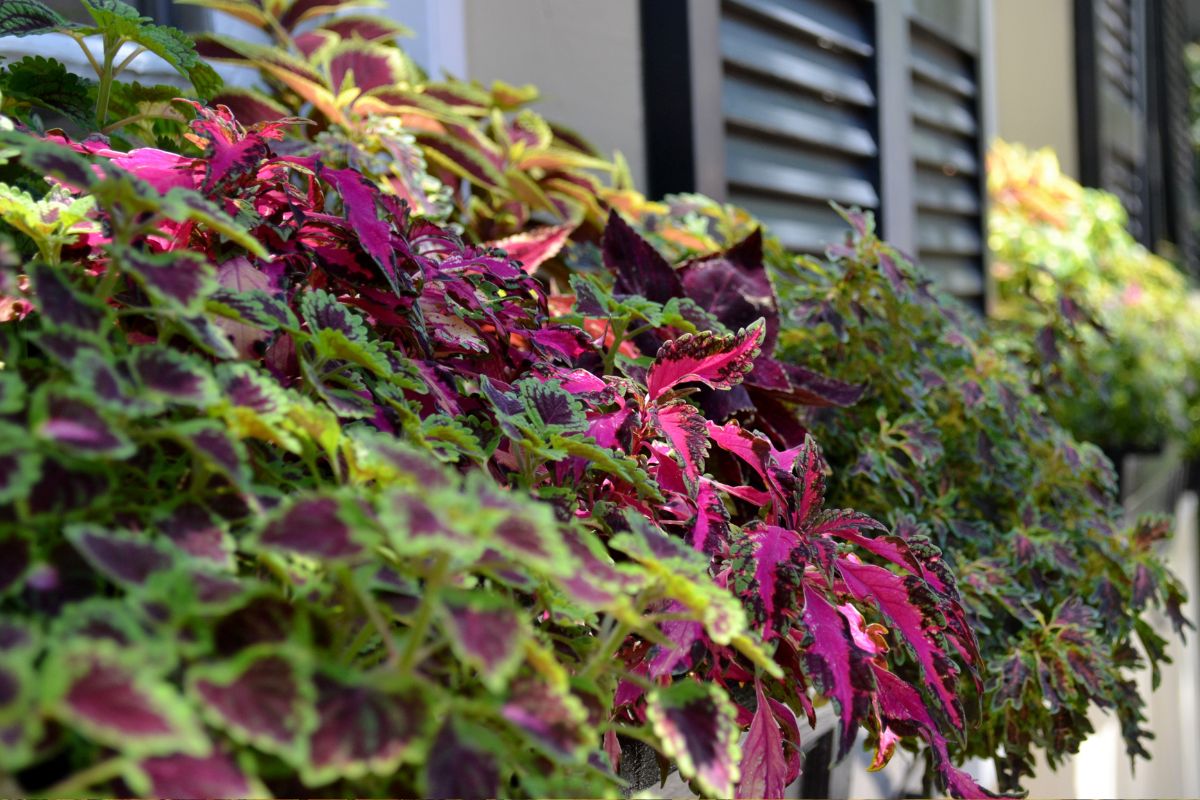 Coleus: Aprenda Cultivar Essa Linda Planta!