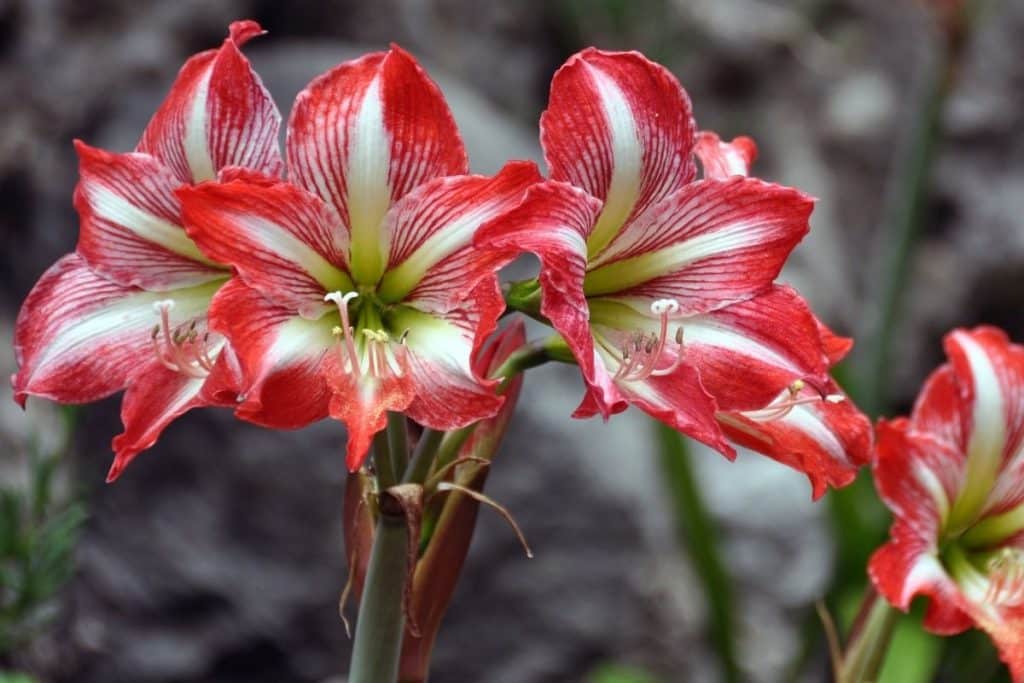 A Maravilhosa Flor Amarilis: Desfrute Do Seu Encanto E Beleza!