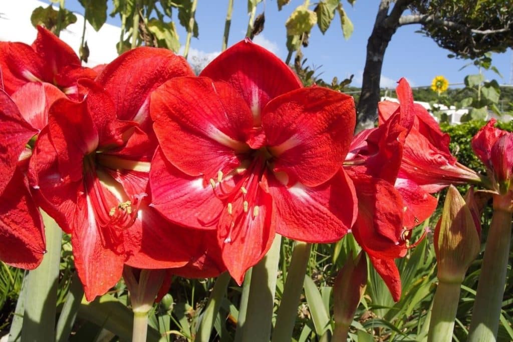 A Maravilhosa Flor Amarilis: Desfrute Do Seu Encanto E Beleza!