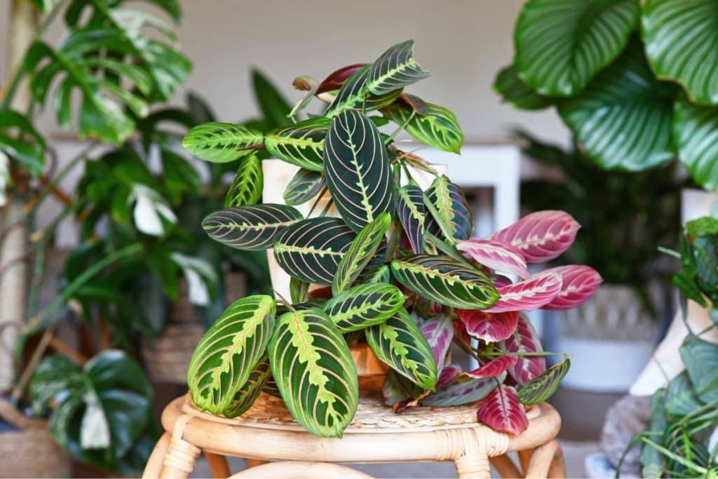 Maranta Tricolor: Descubra Os Segredos De Cultivo Na Decoração!