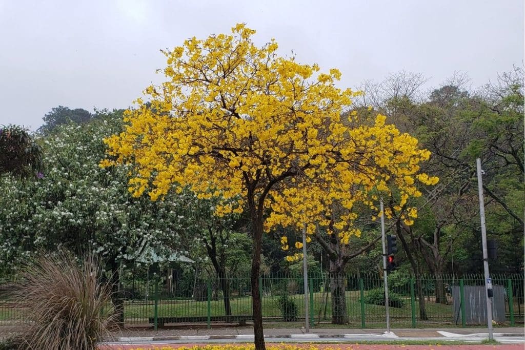 Árvores Para Jardim: 3 Lindas Espécies Que Vão Embelezar Seu Espaço ...