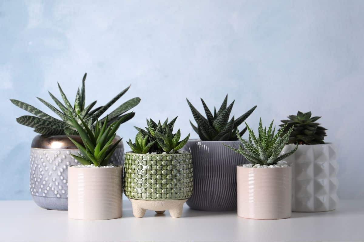 Suculentas De Sombra: Descubra As Espécies Para Cultivar Com Pouca Luz!