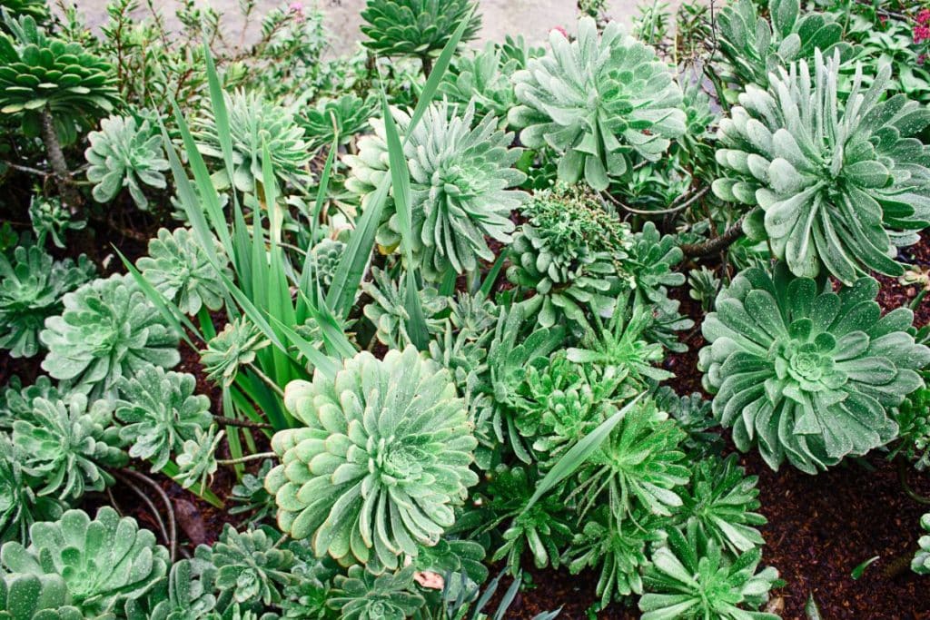 Suculentas Coloridas: Transforme Seu Jardim Com Estas 5 Cores ...