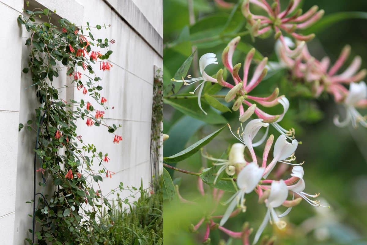 Trepadeiras Floridas: Beleza E Elegância Para Seu Espaço Verde!