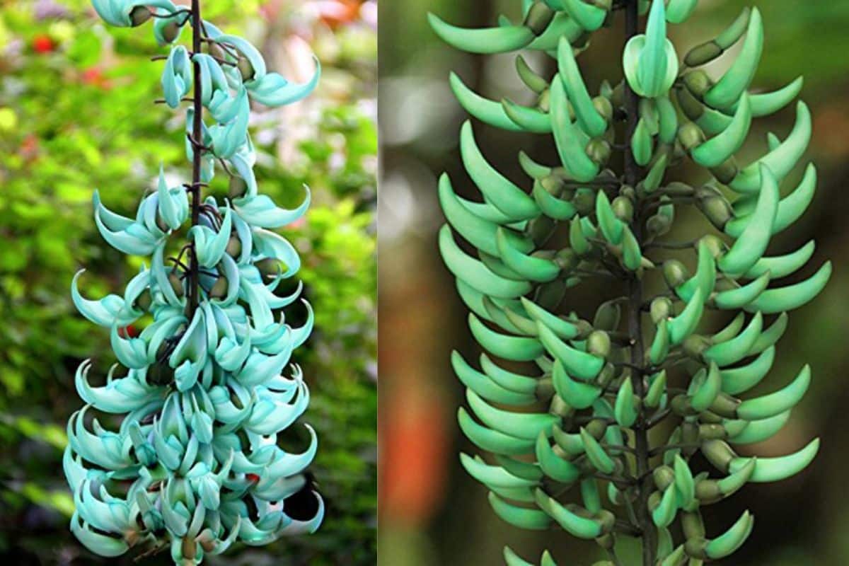 Trepadeira Jade: Como Cultivar E Apreciar Esta Beleza Verdejante