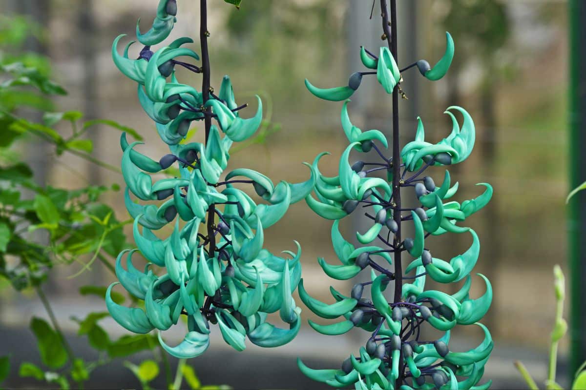 Trepadeira Jade: Como Cultivar E Apreciar Esta Beleza Verdejante