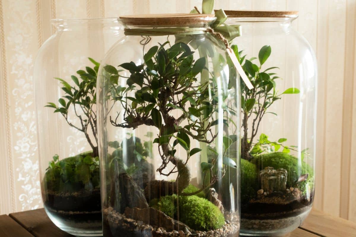 Mini Jardins Encantadores: Como Criar O Terrário Perfeito Para Seu Espaço!