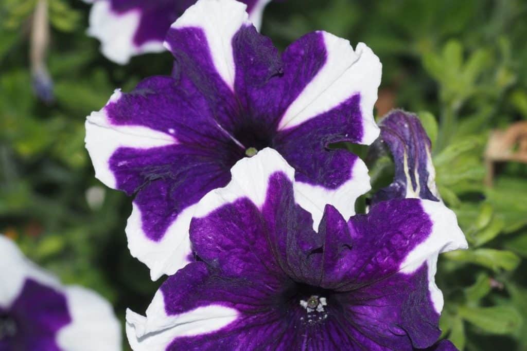 Flores Roxas: Como Cultivar E Encantar Com Suas Tonalidades