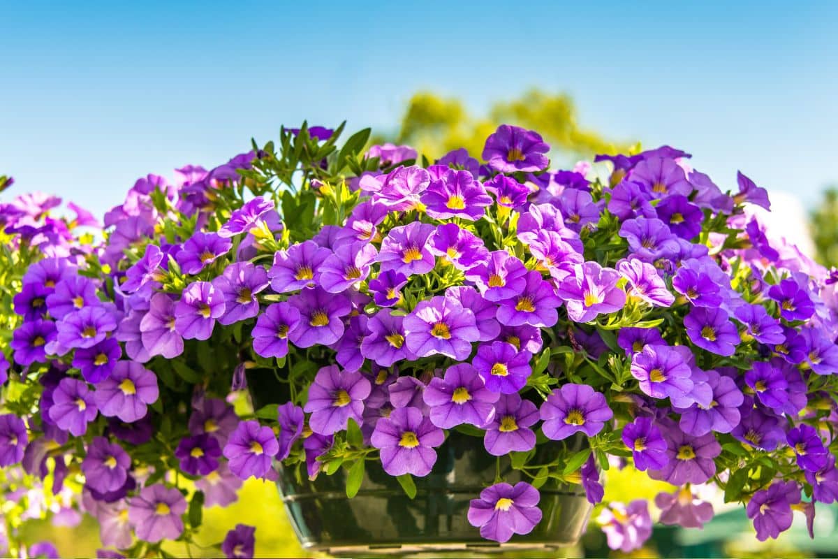 Flores Roxas: Como Cultivar E Encantar Com Suas Tonalidades