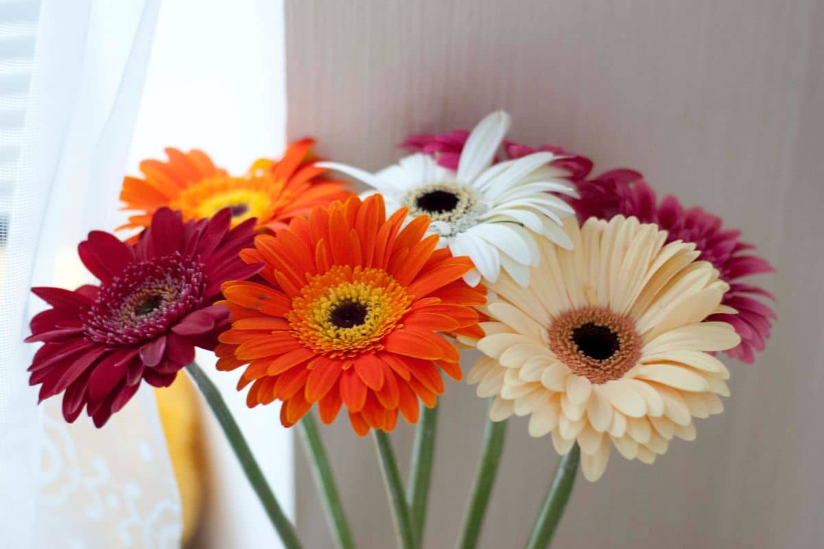 Gerbera: Dicas Para Cultivar E Colorir Seu Ambiente