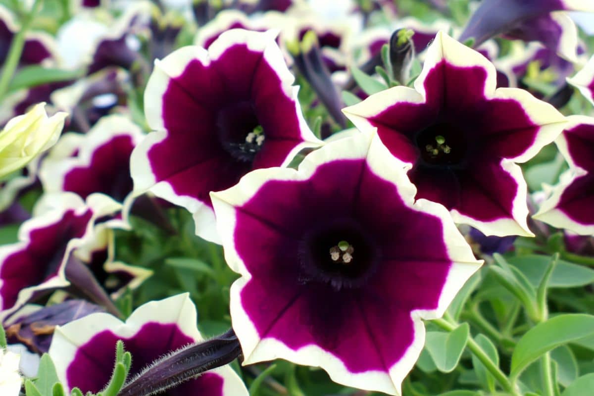 Flores Roxas: Como Cultivar E Encantar Com Suas Tonalidades