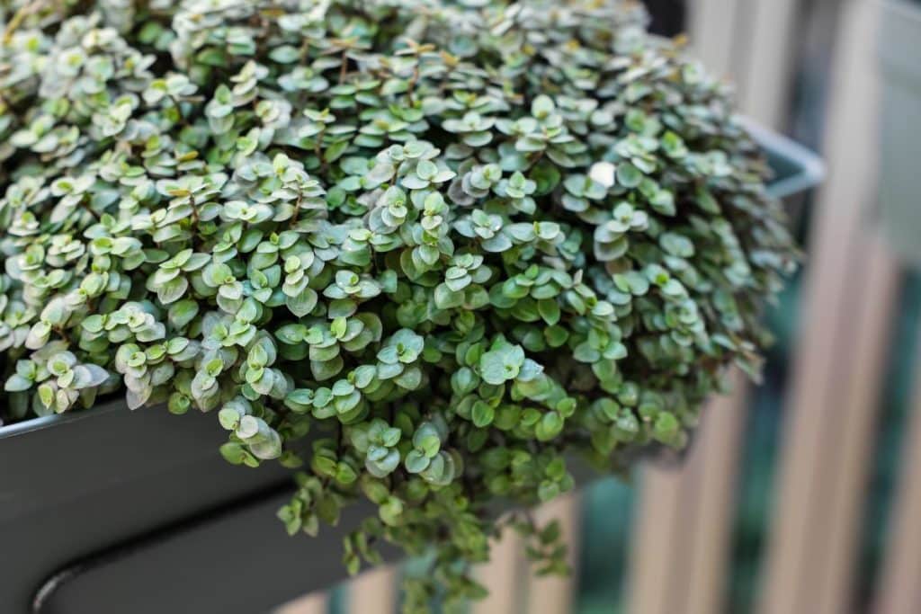 Dinheiro Em Penca: Descubra Os Segredos Pouco Conhecidos Dessa Planta ...