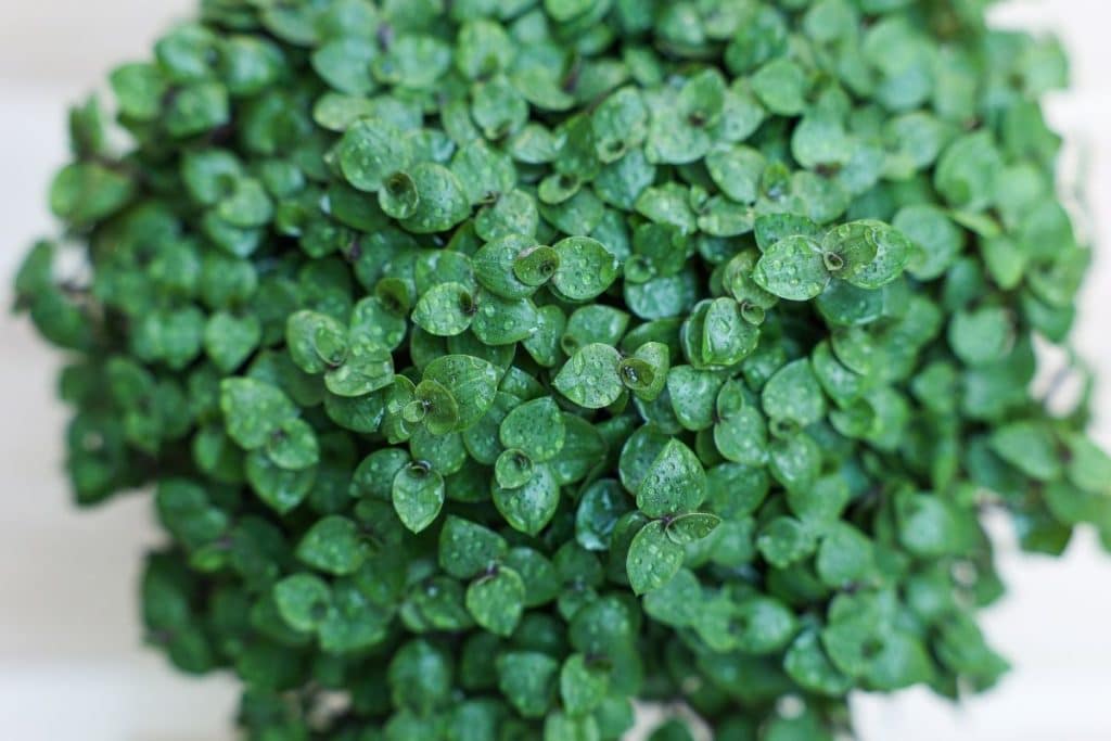 Dinheiro Em Penca: Descubra Os Segredos Pouco Conhecidos Dessa Planta ...