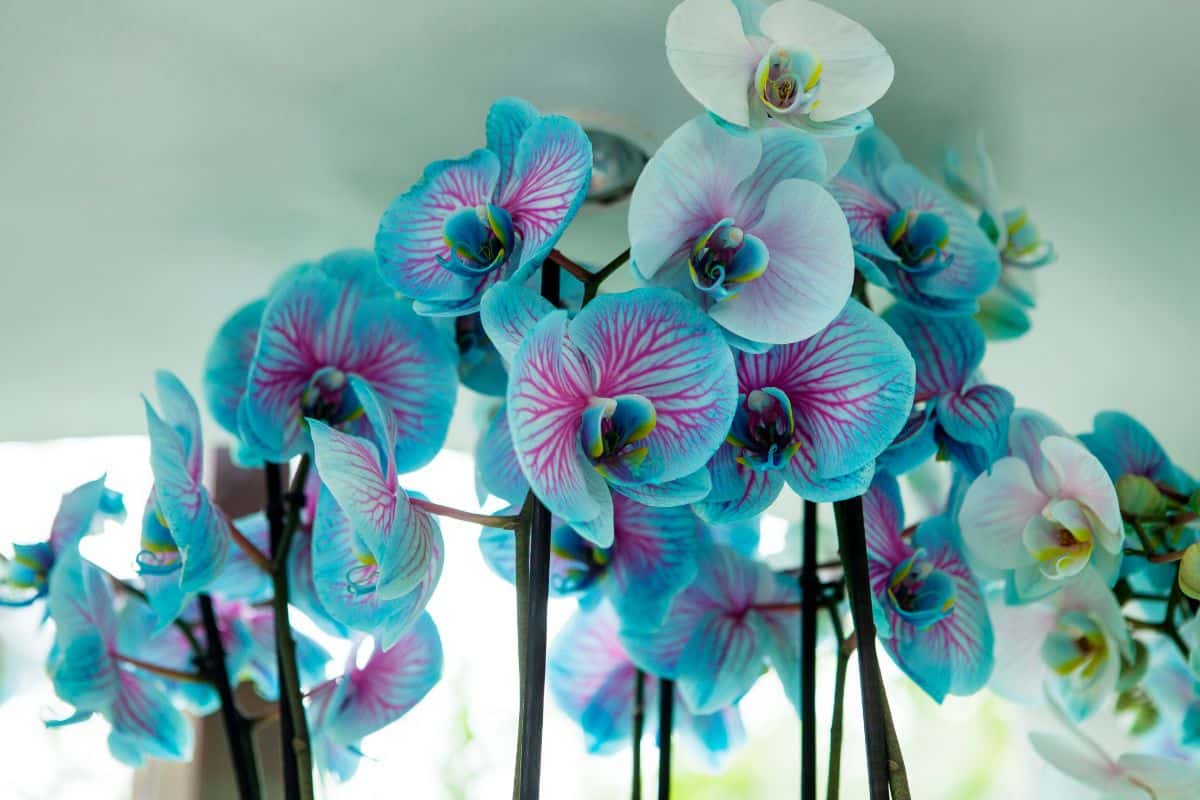 Orquideas Azuis Continente