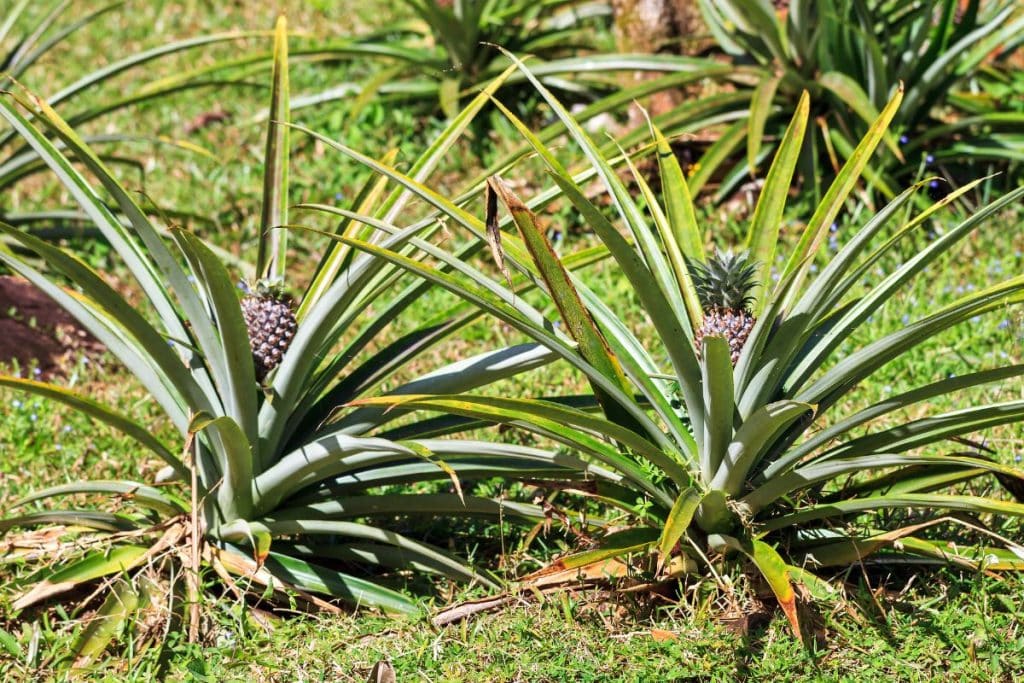 Como Plantar Abacaxi E Desfrutar De Frutas Frescas Em Seu Jardim