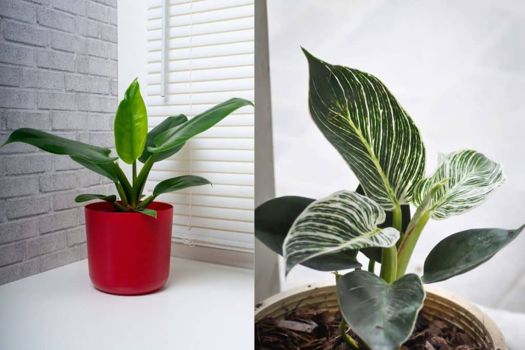 Pacová: Como Cultivar E Cuidar Desta Linda Planta De Interior!