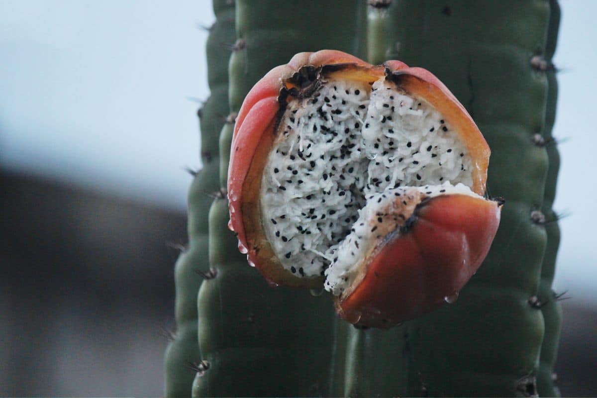 Mandacaru: Como Cultivar E Apreciar Esta Cactácea Brasileira