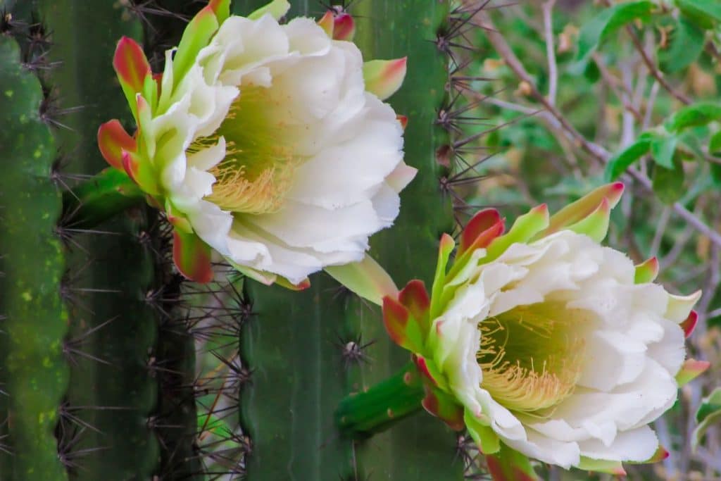 Mandacaru: Como Cultivar E Apreciar Esta Cactácea Brasileira