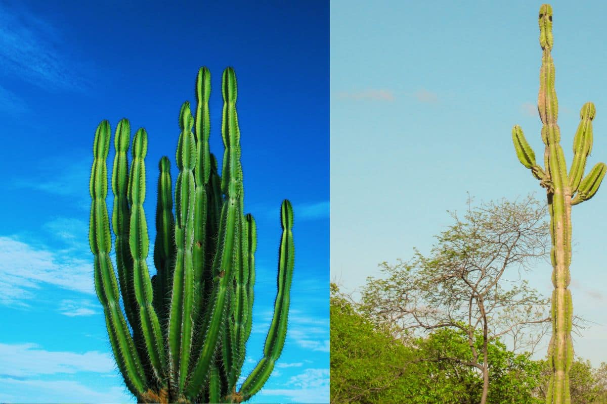 Mandacaru: Como Cultivar E Apreciar Esta Cactácea Brasileira