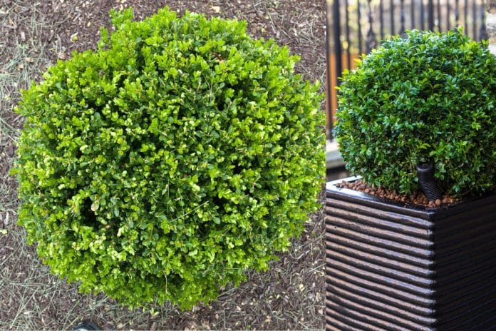 Buxinho: Como Cultivar E Modelar Esta Planta Versátil