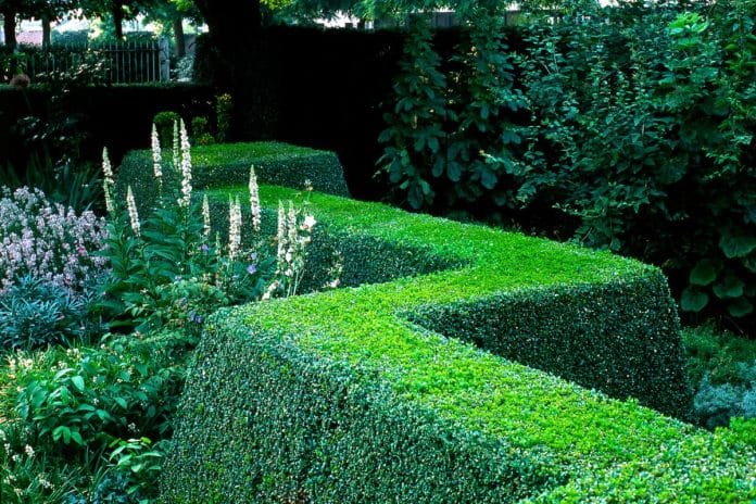 Buxinho: Como Cultivar E Modelar Esta Planta Versátil