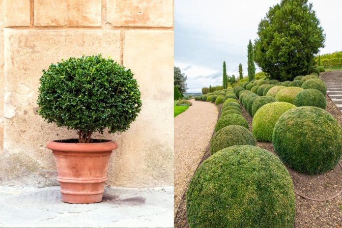Buxinho: Como Cultivar E Modelar Esta Planta Versátil