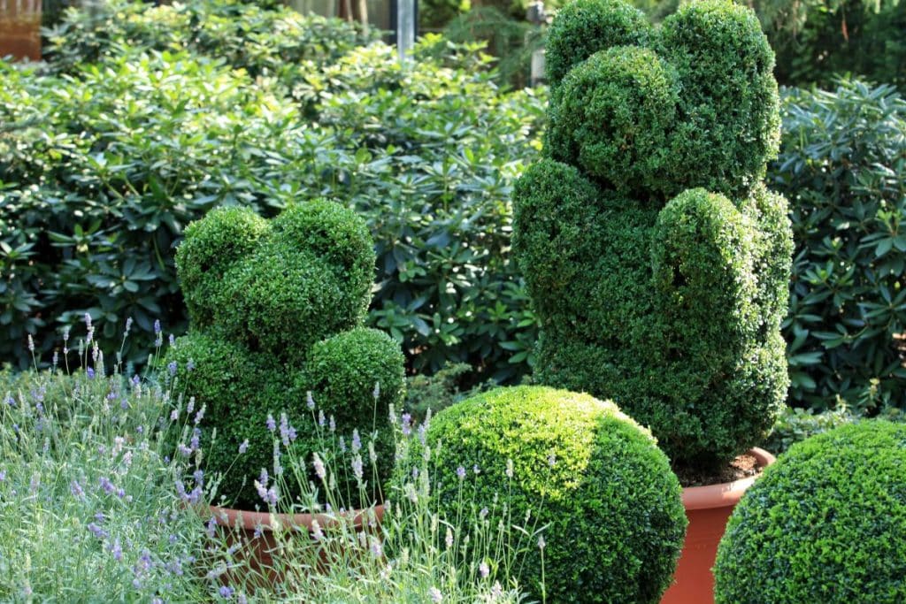 Buxinho: Como Cultivar E Modelar Esta Planta Versátil