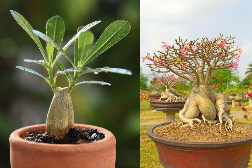 Rosa Do Deserto: O Guia Definitivo Para Cultivar E Cuidar