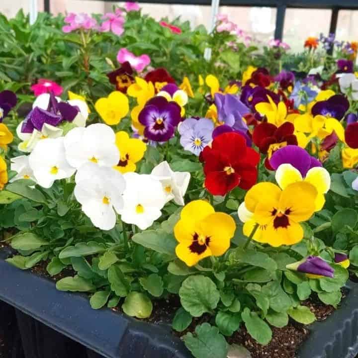 Dicas E Ideias Práticas Para Criar Um Jardim Colorido E Atraente